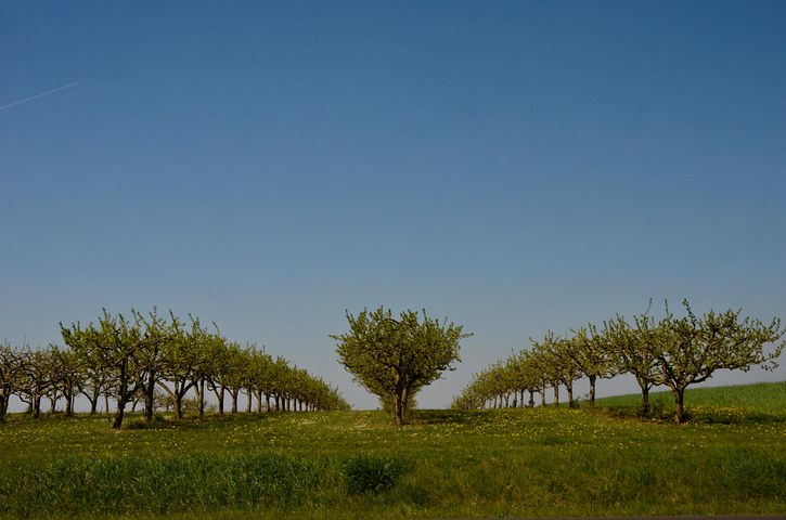 70+ kostenlose Obstplantage und Apfelbaum-Bilder - Pixabay
