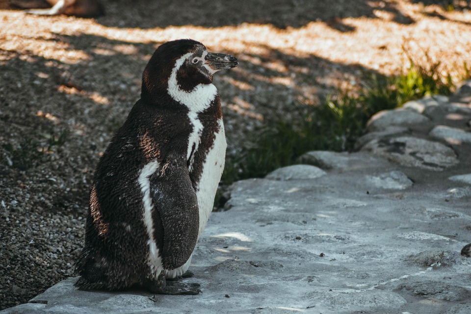 Penguin Animal Bird - Free photo on Pixabay - Pixabay