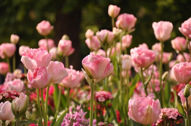 Primavera Tulipas Jardim - Foto gratuita no Pixabay - Pixabay