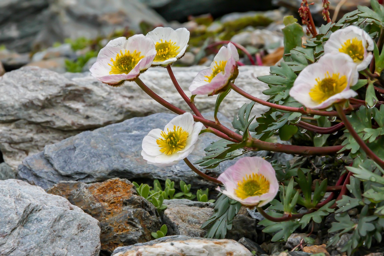 La Nature Fleur Alpes - Photo gratuite sur Pixabay - Pixabay
