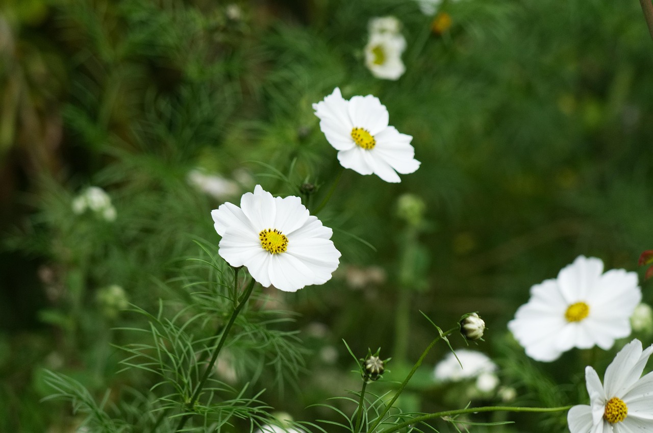 Fleur Blanche Nature - Photo gratuite sur Pixabay - Pixabay