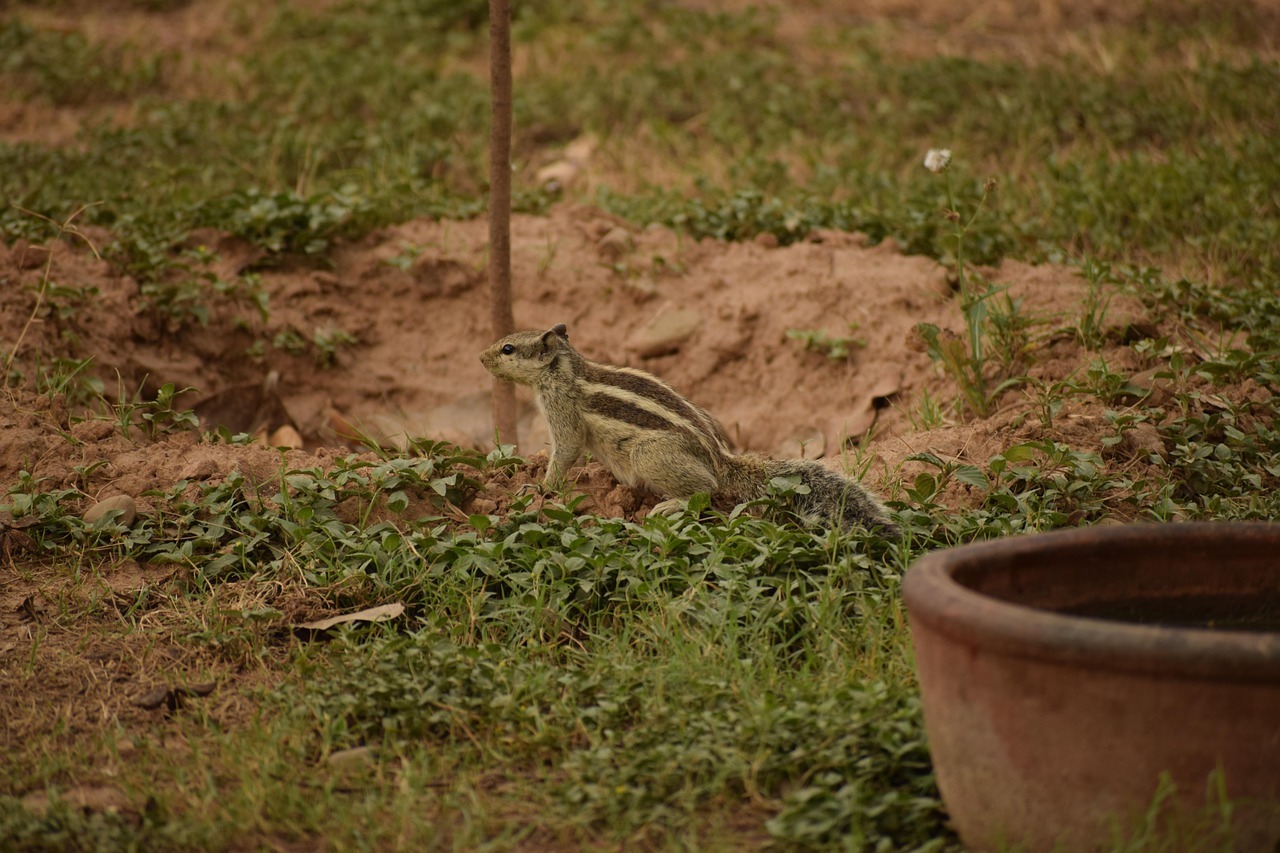 Verde Ardilla Arena - Foto gratis en Pixabay - Pixabay