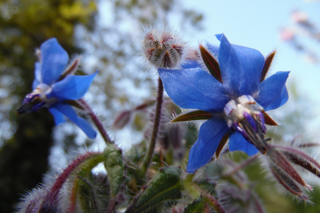 Blue Borage Flower - Free photo on Pixabay