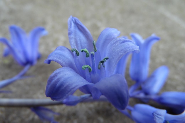 Bleu-Violet Fleur Clochette - Photo gratuite sur Pixabay - Pixabay