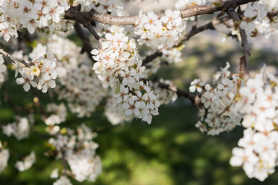 Nature Flowers Cherry - Free photo on Pixabay