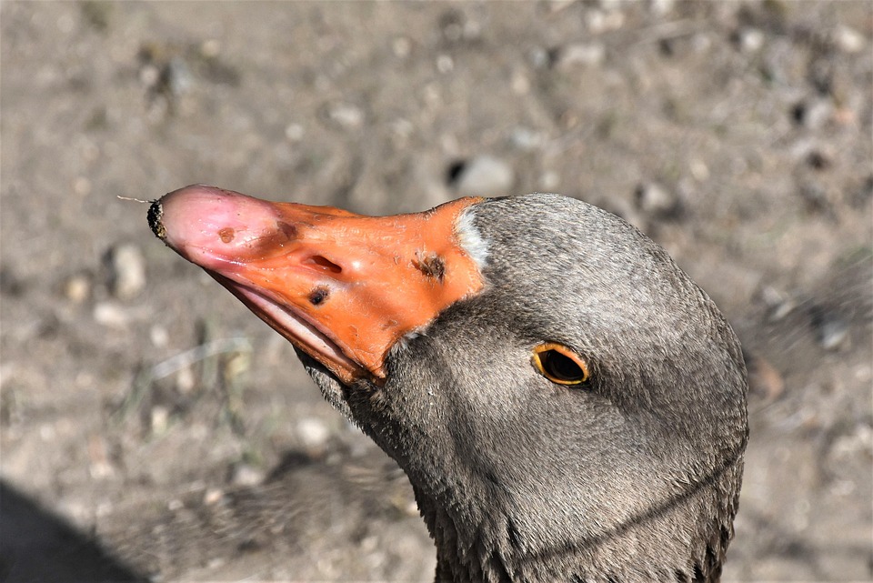 Gans Federvieh Vogel - Kostenloses Foto auf Pixabay - Pixabay