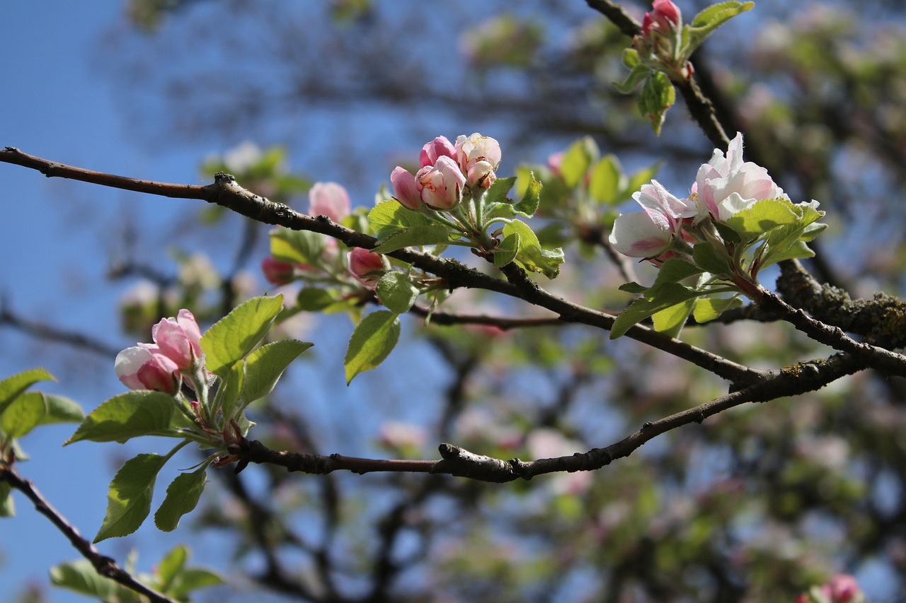 S'Épanouit Le Printemps La Nature - Photo gratuite sur Pixabay - Pixabay