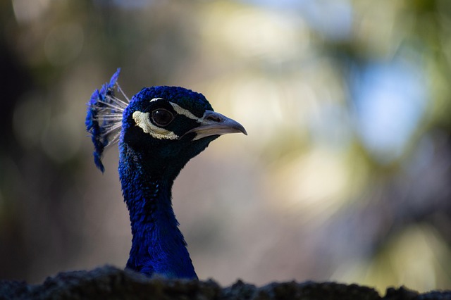 Peacock Animal Nature - Free photo on Pixabay - Pixabay