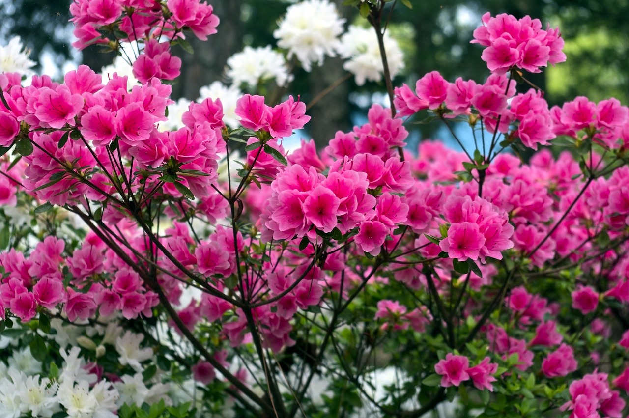 Pink Azalea Di Ozarks Bunga-Bunga - Foto gratis di Pixabay - Pixabay