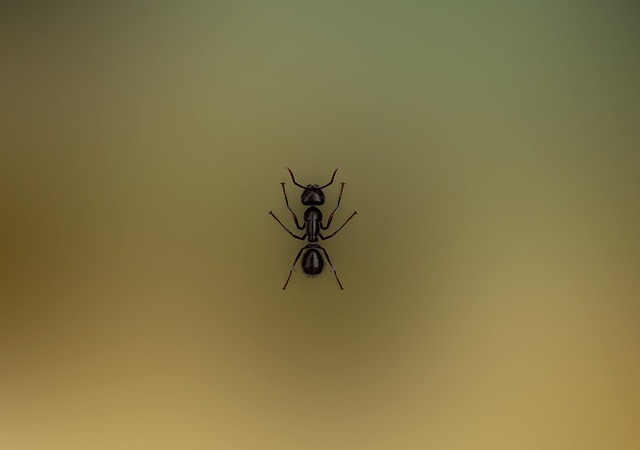 Fourmi Insecte Nature - Photo gratuite sur Pixabay - Pixabay
