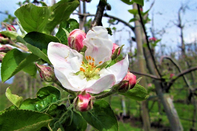 Blossom Bunga Apel Pink - Foto gratis di Pixabay - Pixabay