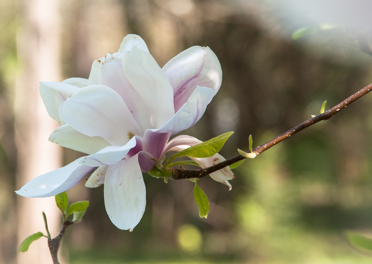 Magnolia Branch Blossom - Free photo on Pixabay
