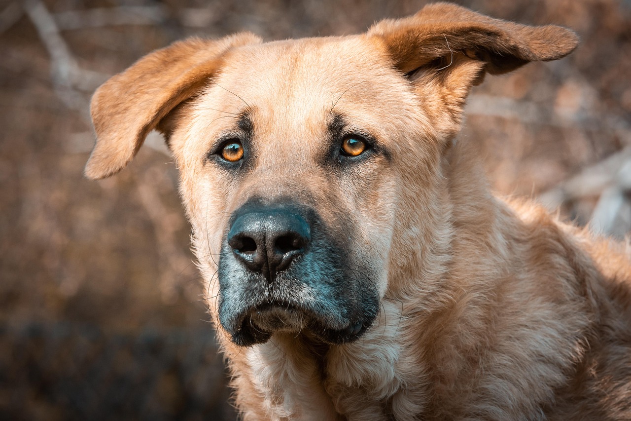 Dog Competition Curiosity Adorable - Free photo on Pixabay