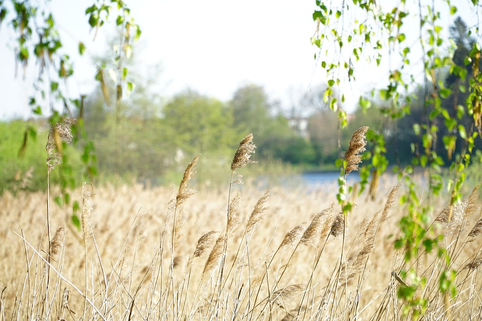 Nature Prairie Le Printemps - Photo gratuite sur Pixabay - Pixabay