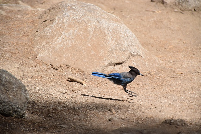 Bird Nature Wilderness - Free photo on Pixabay - Pixabay