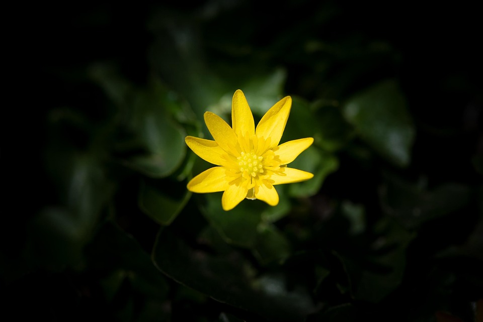 Fleur Jaune De Printemps - Photo gratuite sur Pixabay - Pixabay