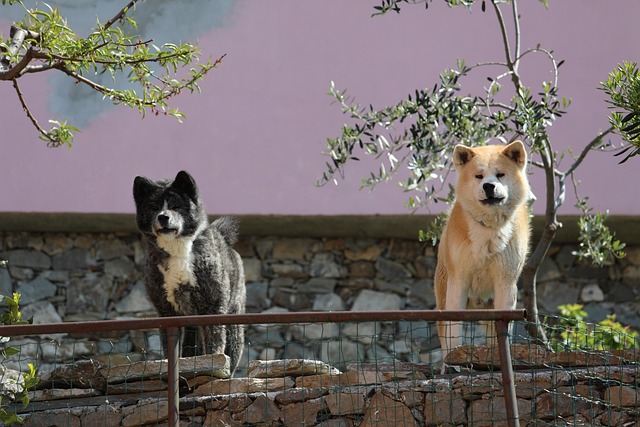 Dogs Guards Purebred Dog Watch - Free photo on Pixabay - Pixabay