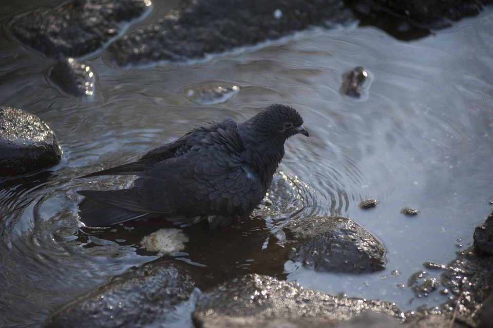 Dove Black Bird - Free photo on Pixabay