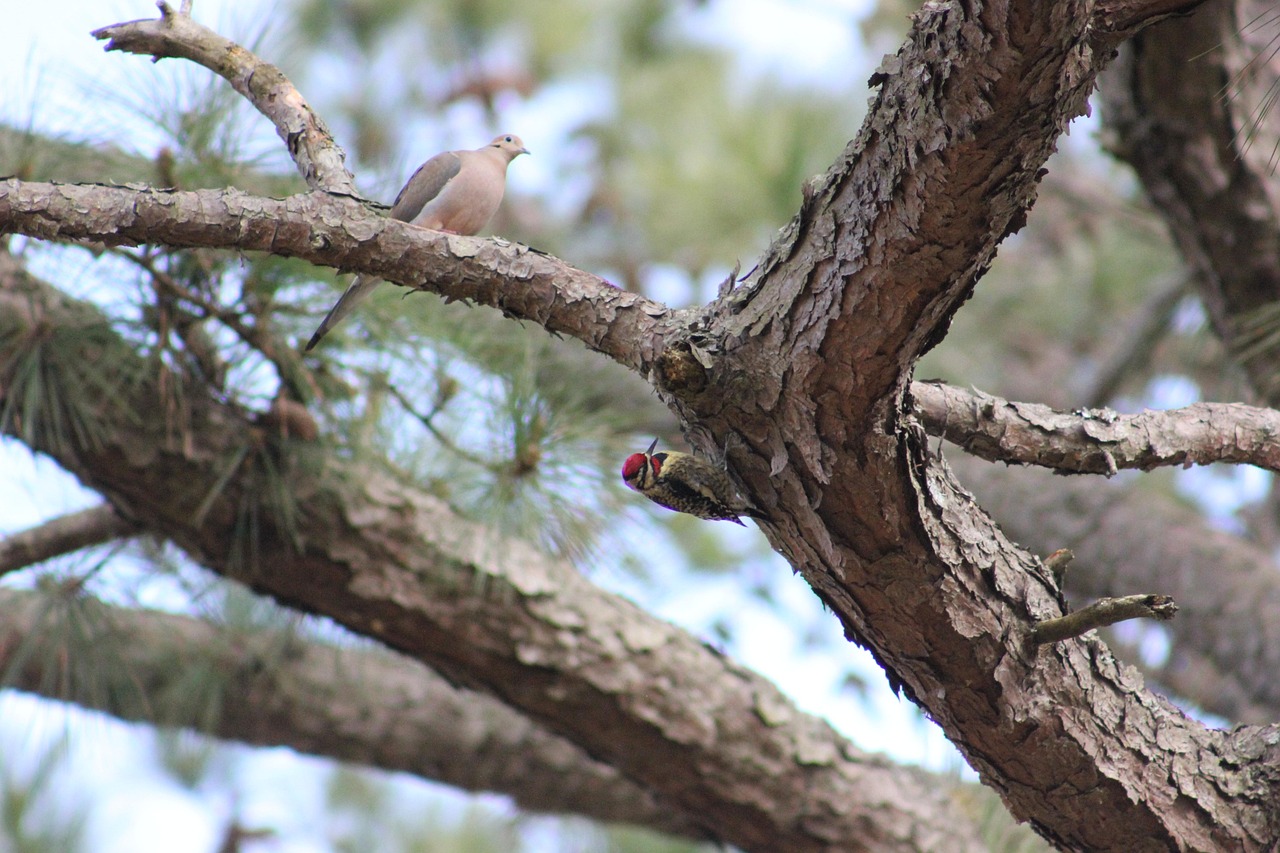 Pájaro Carpintero Paloma Aves - Foto gratis en Pixabay - Pixabay