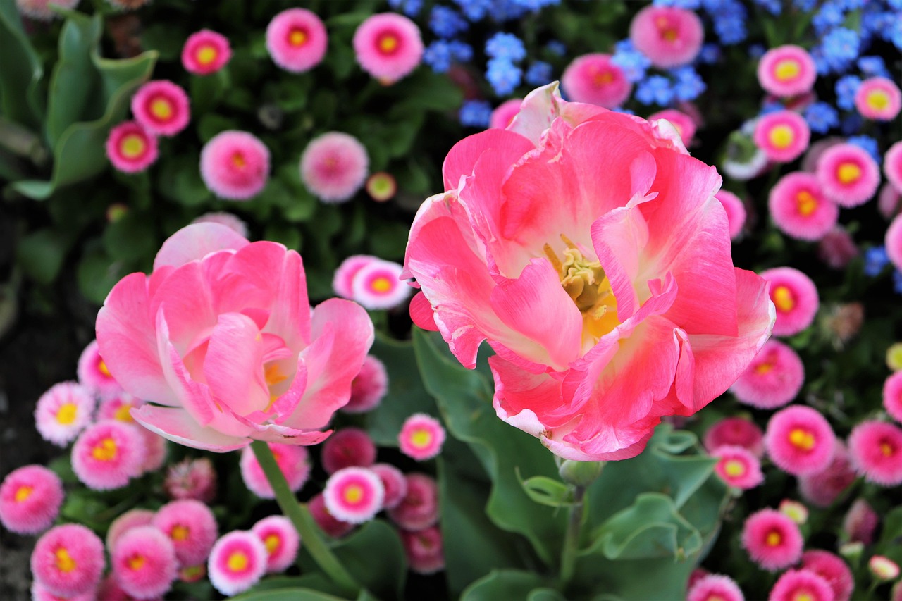 Tulip Merah Muda Pink Daisy Bellis - Foto gratis di Pixabay - Pixabay