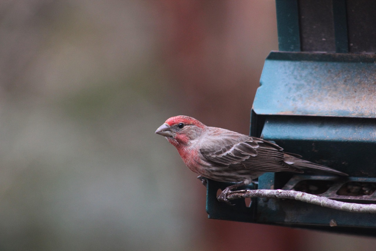 60,000+ Free House Finch & Finch Images - Pixabay