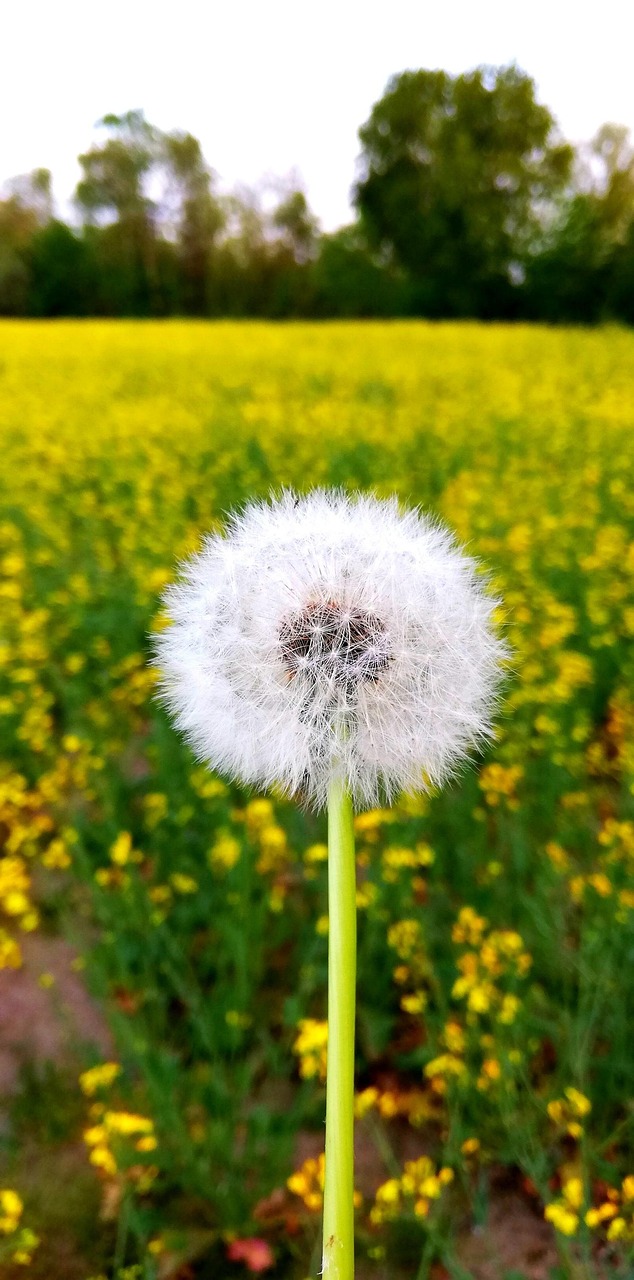 Dandelion Plants Nature - Free photo on Pixabay