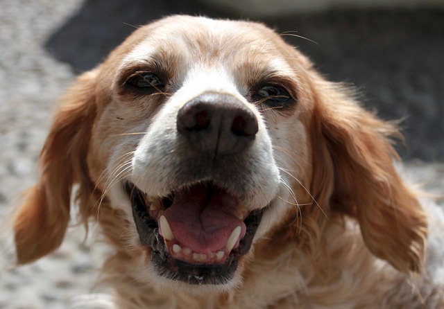 Perro Bretón Pointing Dog Cabeza - Foto gratis en Pixabay - Pixabay