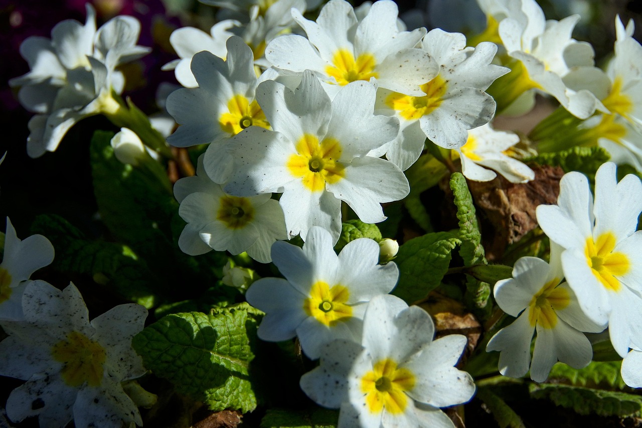 Primroses White Spring Primrose - Free photo on Pixabay - Pixabay