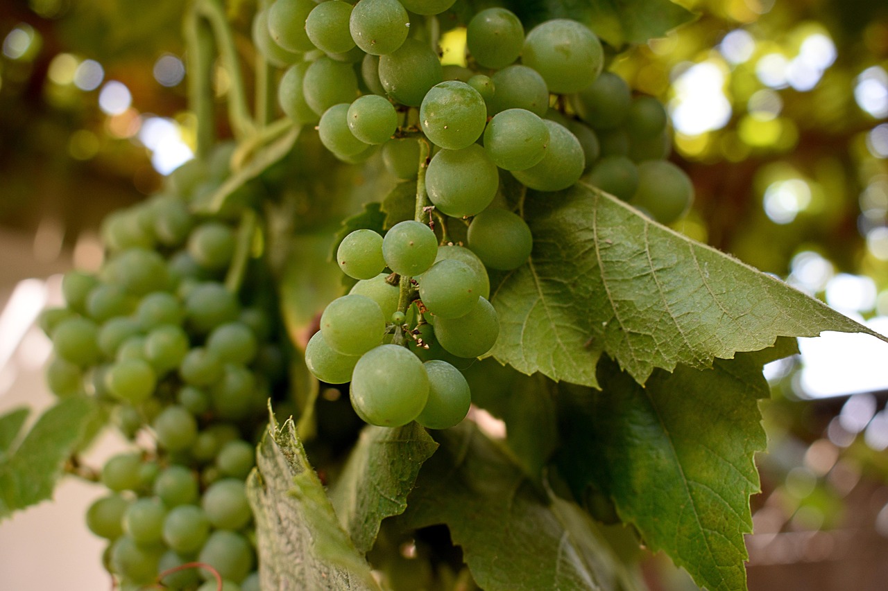 Raisin Vigne Des Fruits - Photo gratuite sur Pixabay - Pixabay