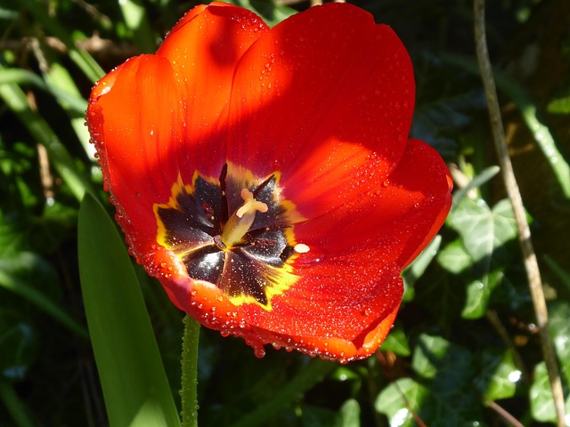 Tulppaani Punainen Heteet - Ilmainen valokuva Pixabayssa - Pixabay