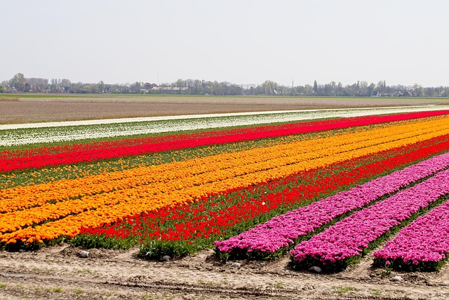 Bulbs Bulb Field Tulips - Free photo on Pixabay - Pixabay