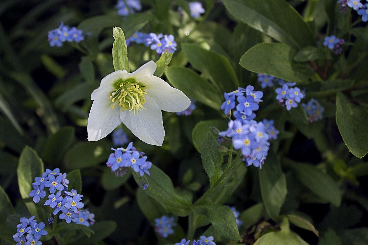 Fleur Blanche Plante Le - Photo gratuite sur Pixabay - Pixabay