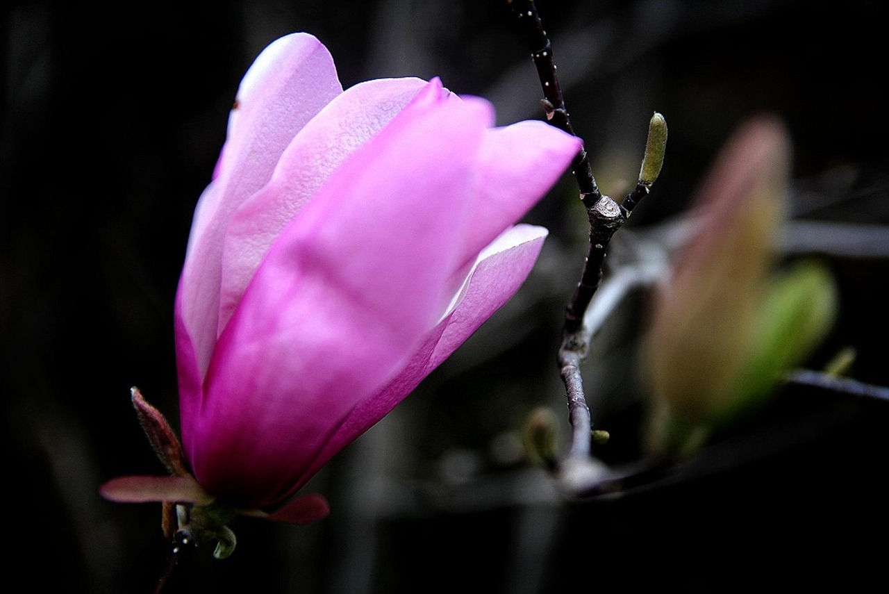 Magnolia Fleur Rose La - Photo gratuite sur Pixabay - Pixabay