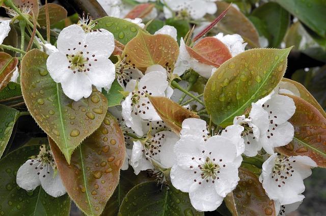 Pear Flower Spring - Pixabay의 무료 사진