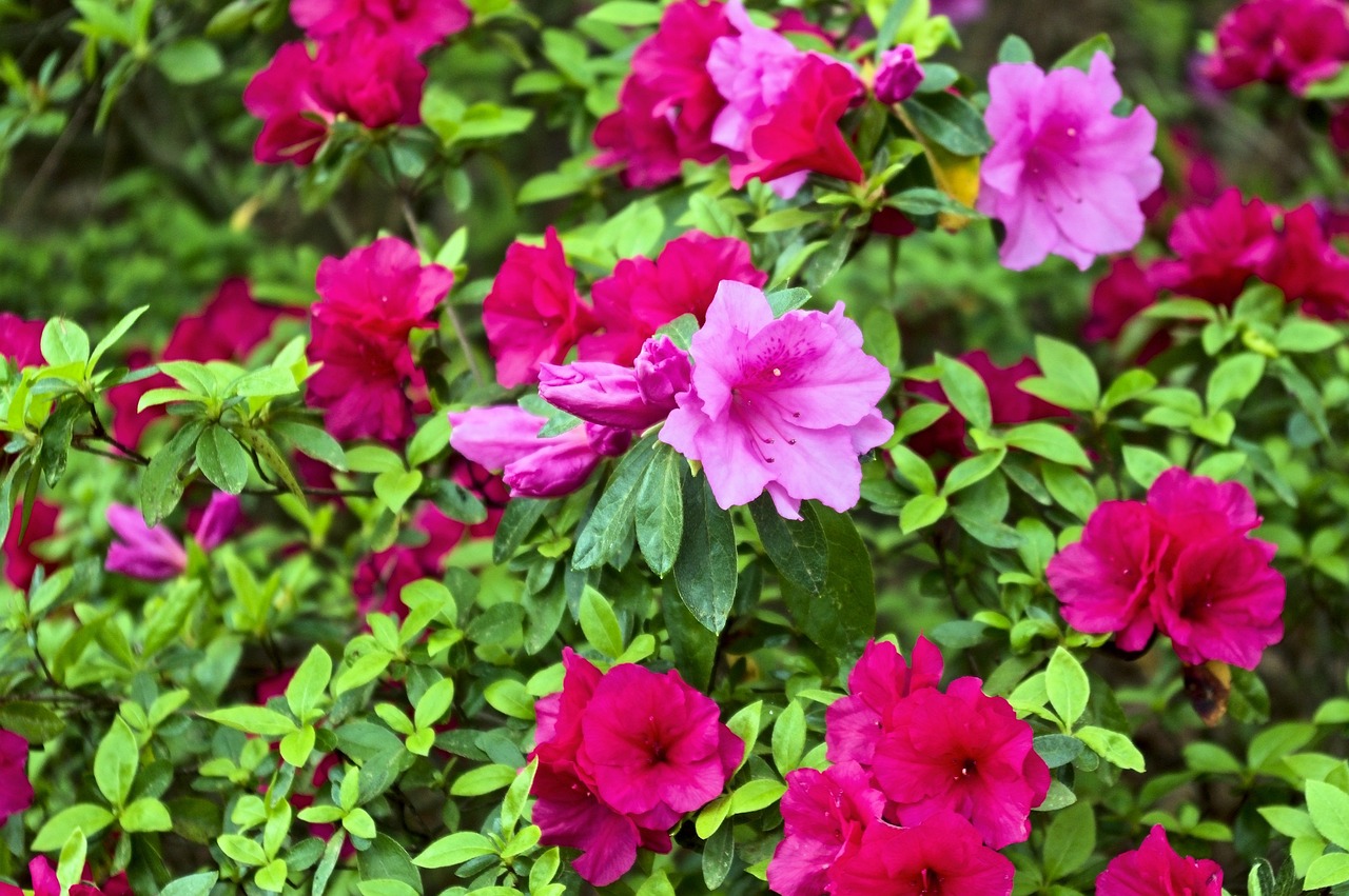 200+ Free Arkansas & Nature Images - Pixabay