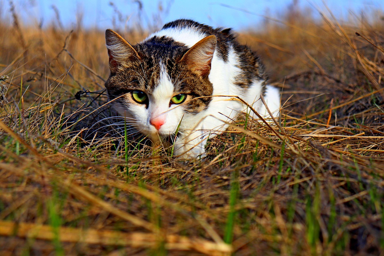 Kucing Hewan Licik Anak - Foto gratis di Pixabay - Pixabay