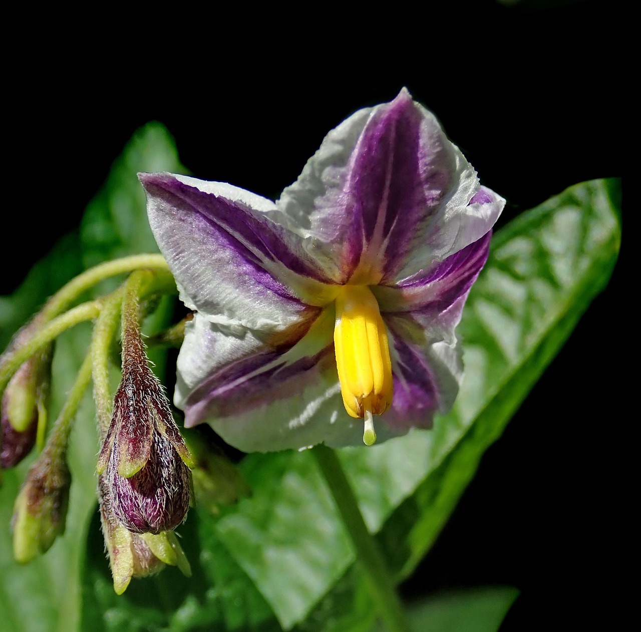 Flower Pepino Fruit - Free photo on Pixabay - Pixabay