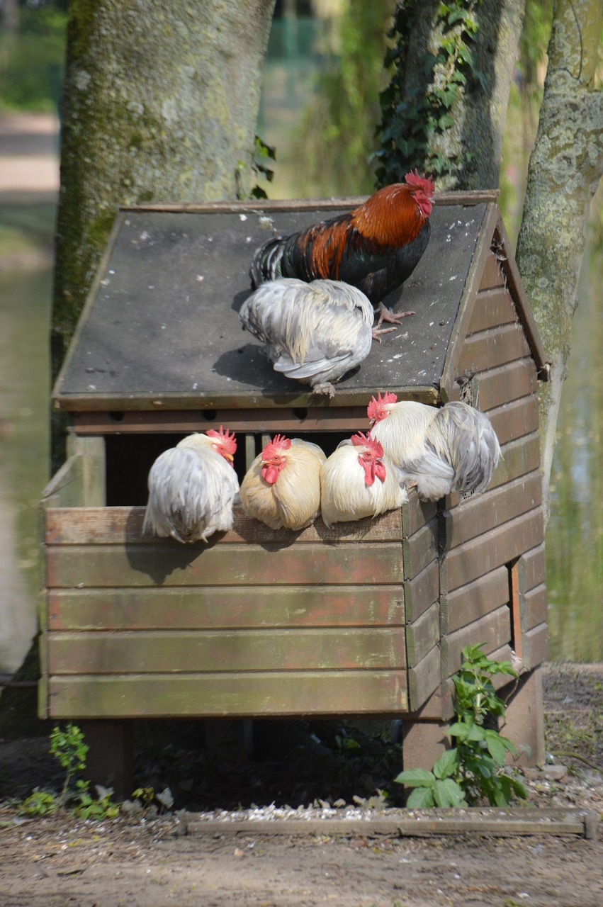 Birds Rooster Chicken - Free photo on Pixabay - Pixabay