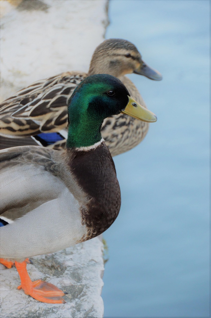 Bebek Bulu Burung - Foto gratis di Pixabay - Pixabay