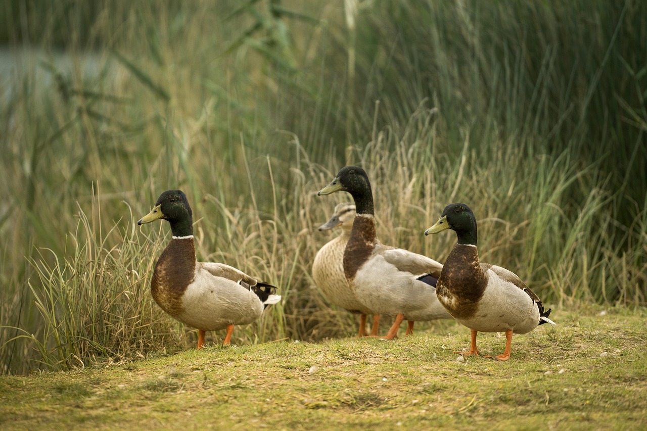 Enten Laguna Wasser - Kostenloses Foto auf Pixabay - Pixabay