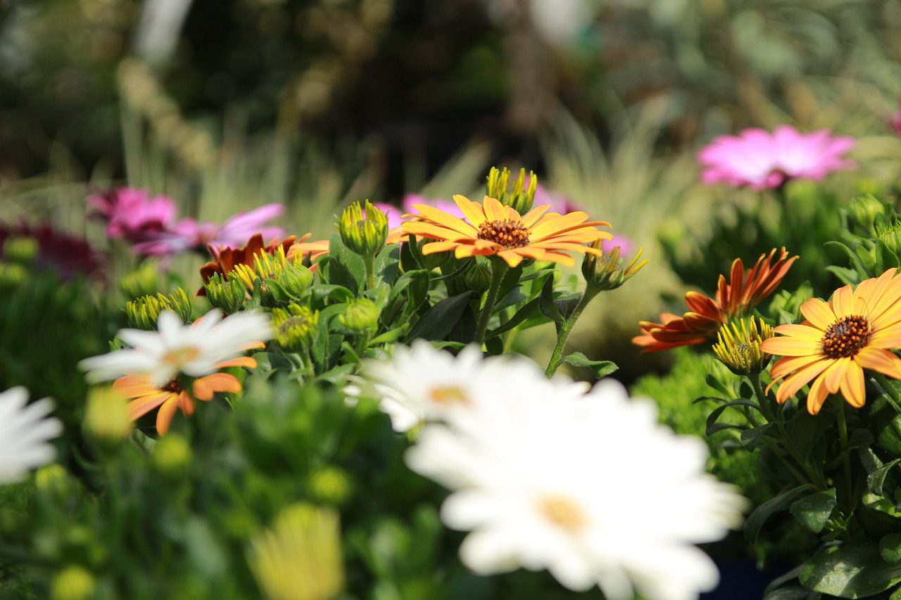 Cape Marguerite Osteospermum - Free photo on Pixabay