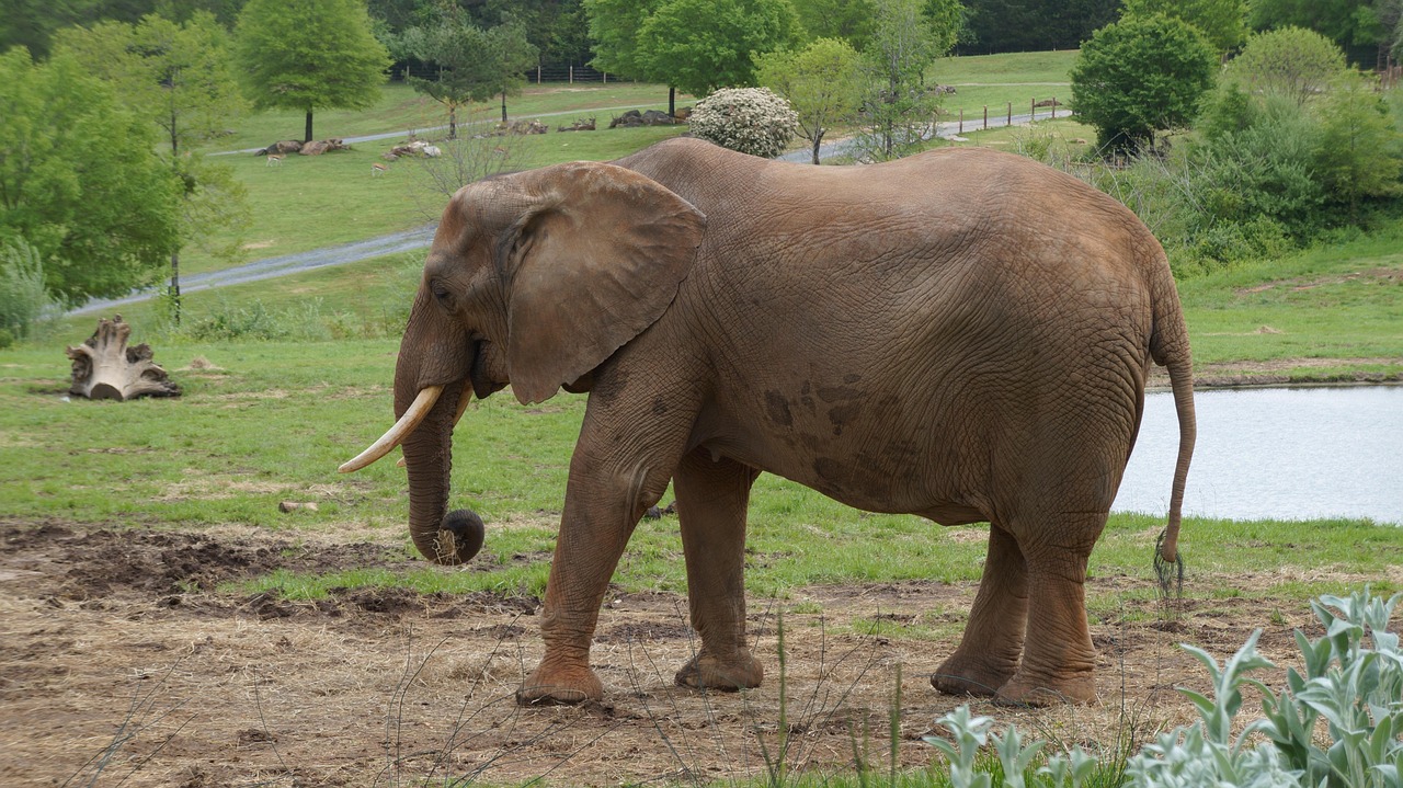 Elephant Zoo Animal - Free photo on Pixabay - Pixabay
