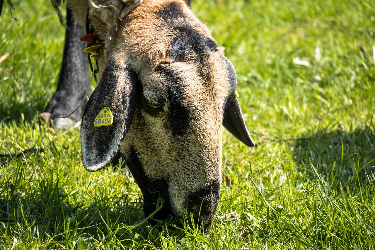 Sheep Graze Wolf Down - Free photo on Pixabay