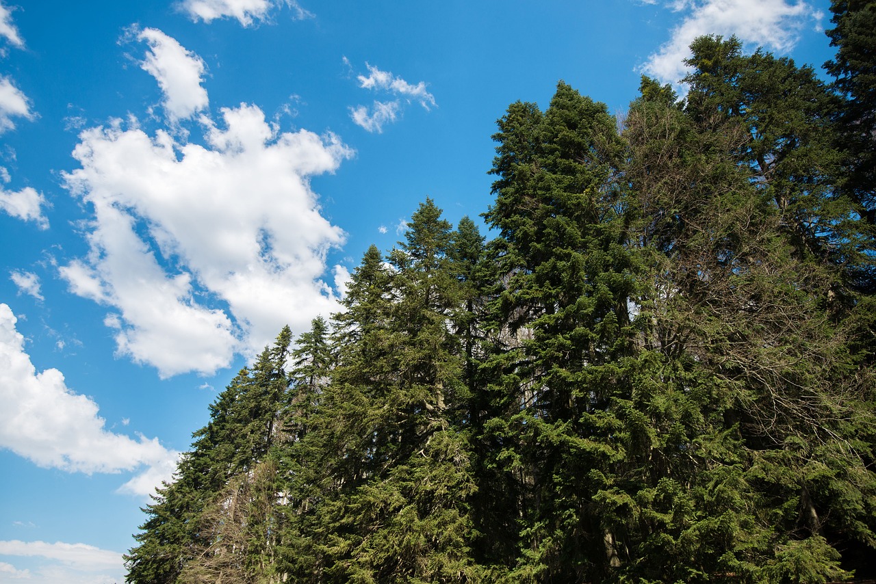 Forêt Ciel Des Arbres - Photo gratuite sur Pixabay - Pixabay