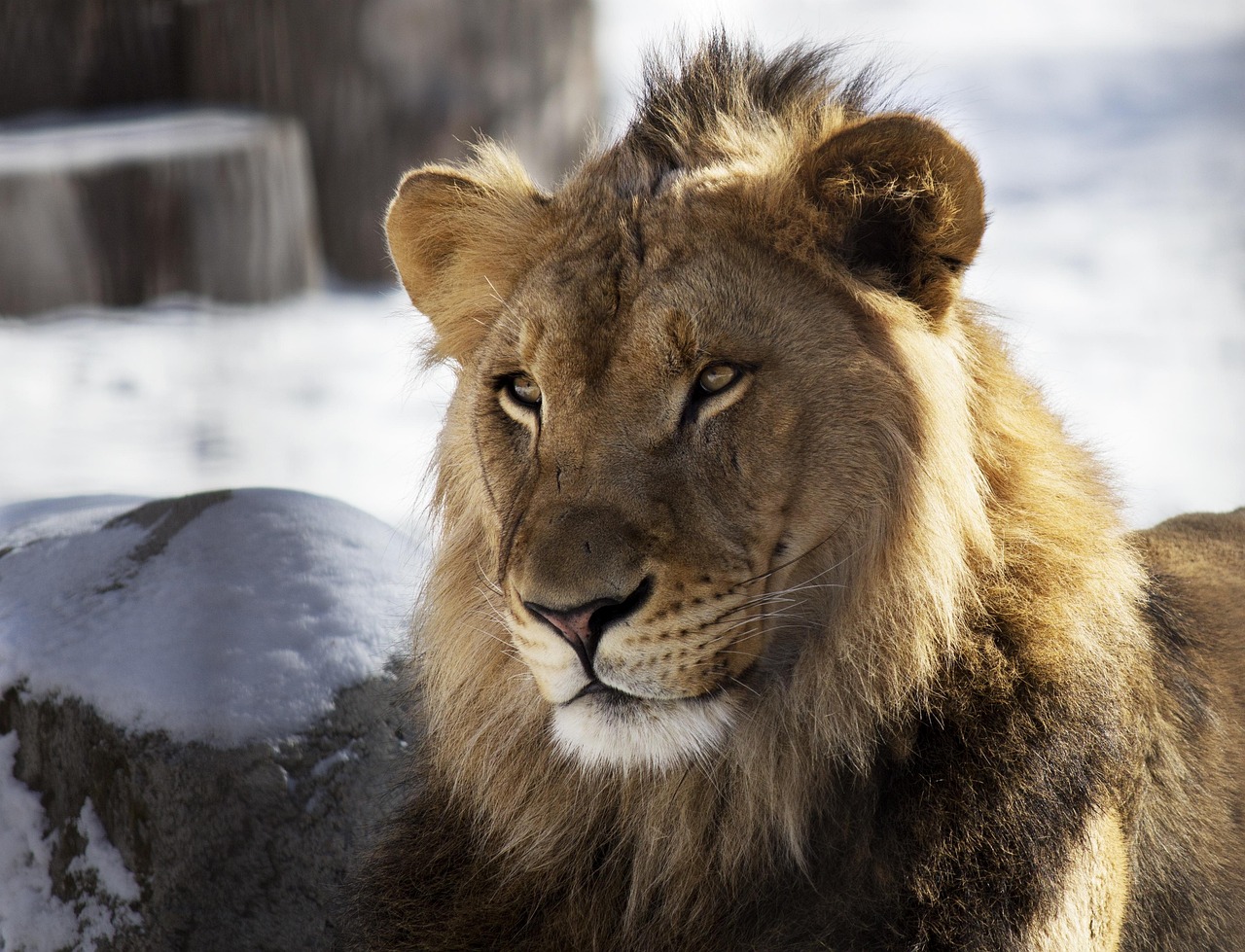 Lion Zoo Winter - Free photo on Pixabay - Pixabay