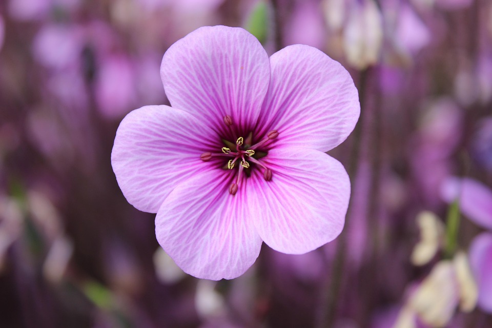 Blossom Bloom Nature - Free photo on Pixabay
