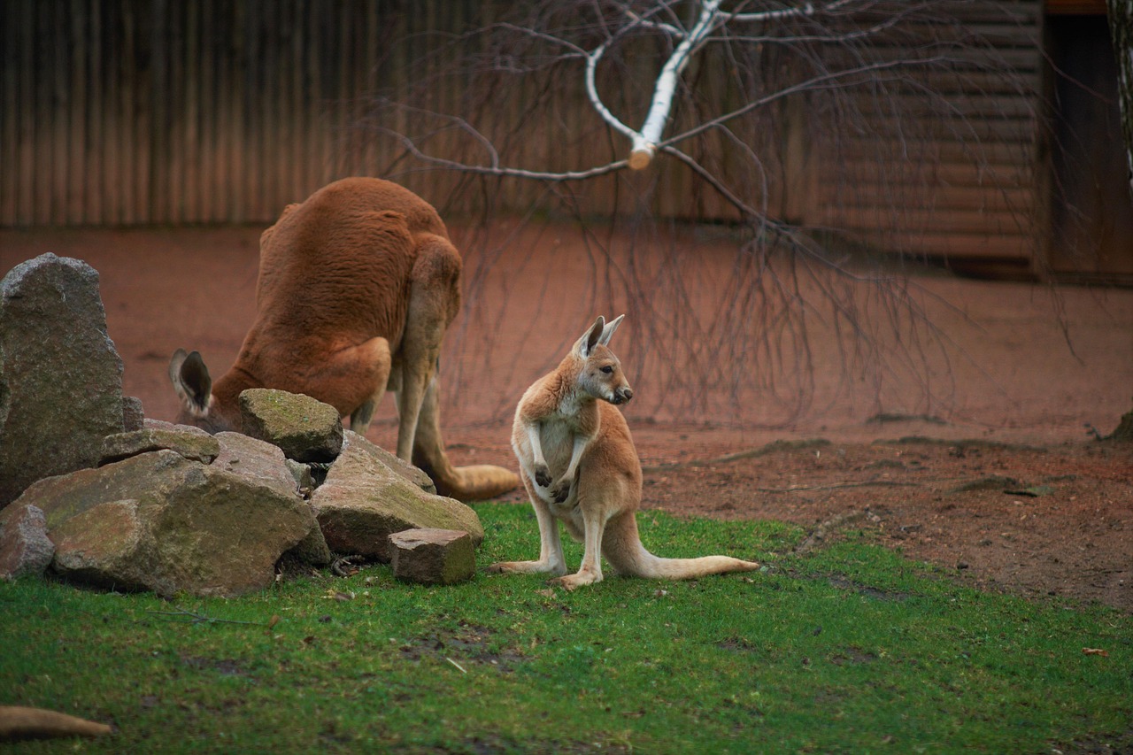 Känguru Animel Wildlife - Free photo on Pixabay - Pixabay