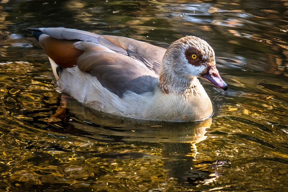 Nilgans Gans Beobachten - Kostenloses Foto auf Pixabay - Pixabay