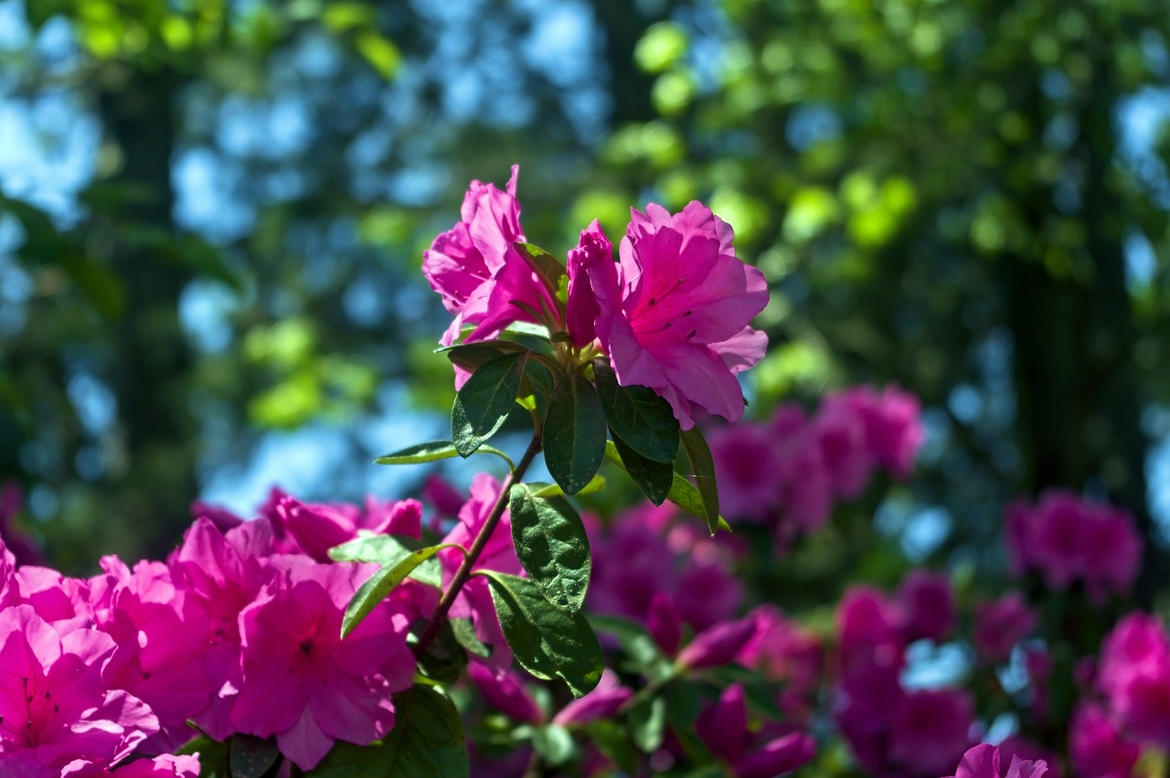 Rosa Arkansas Ozark Azalee Fiori - Foto gratis su Pixabay