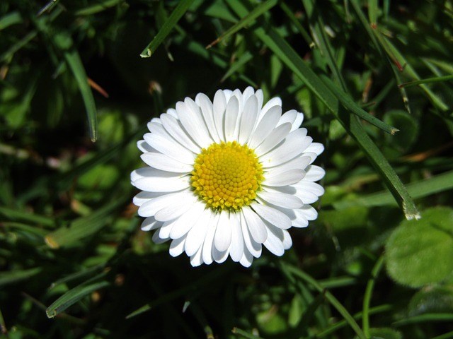 100+ Free Single Daisy & Daisy Images - Pixabay